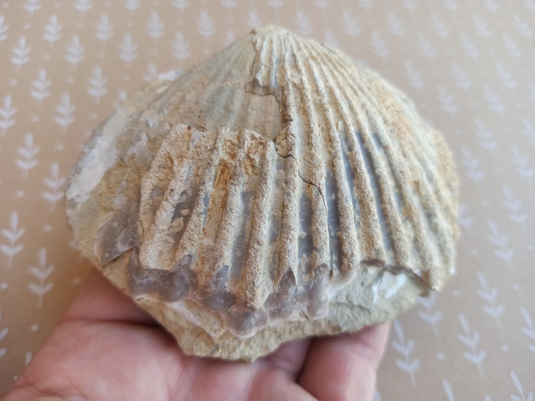 Large Fossil Shell, Ancient Shell, 100 Million Years Old, Fossil Clam ...