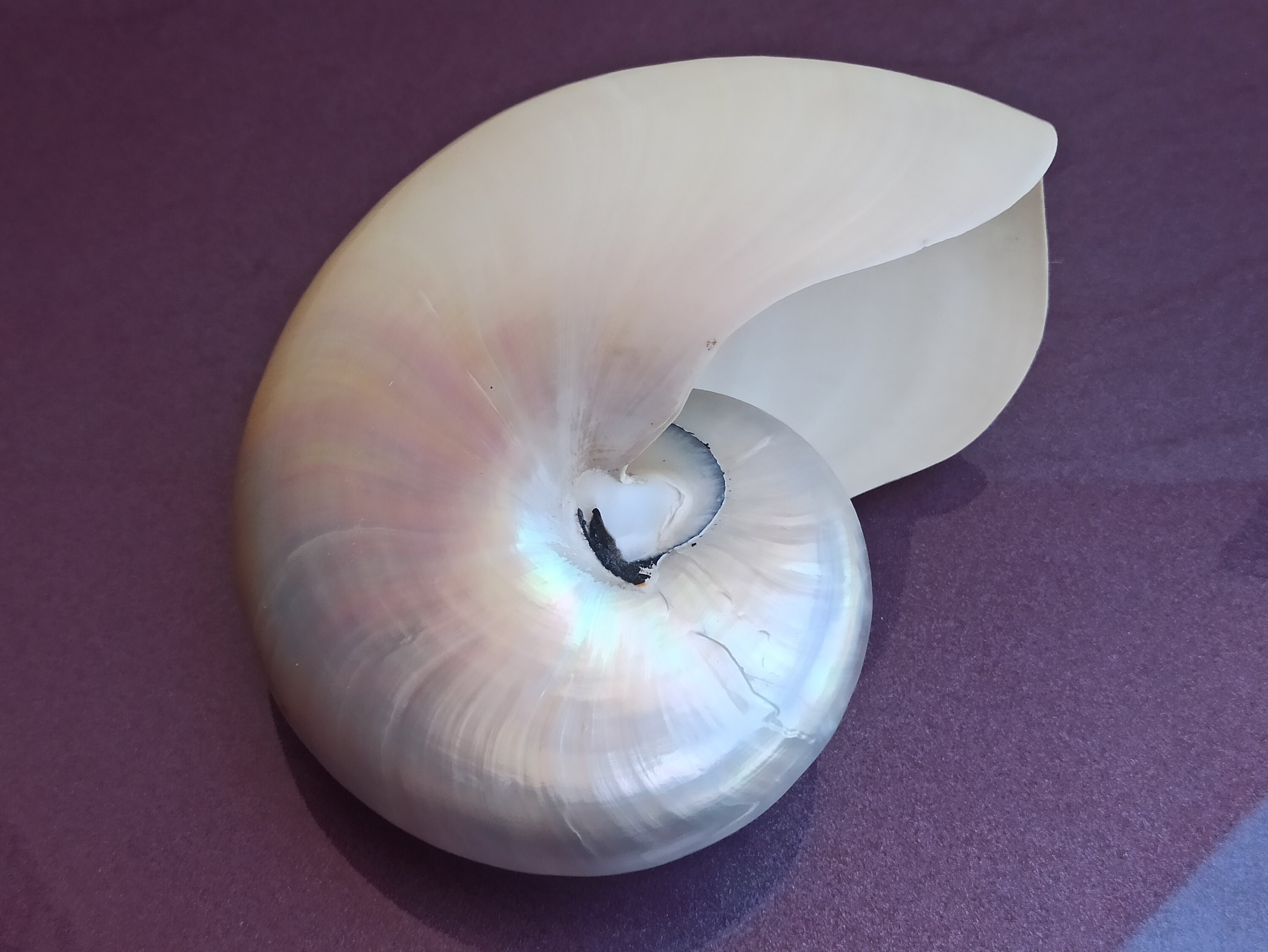 LARGE NAUTILUS Natural Seashell Nautilus Tiger Seashell - Etsy