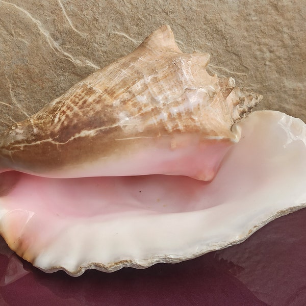 Natural Sea Shell - Etsy