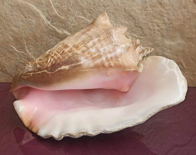 2132 G LARGE Huge Beautiful Shell, Big Crab Shell, Huge Ocean Shell ...