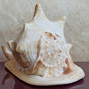 2088g LARGE Cassis Cornuta Huge Beautiful Shell, Big Crab Shell, Huge ...