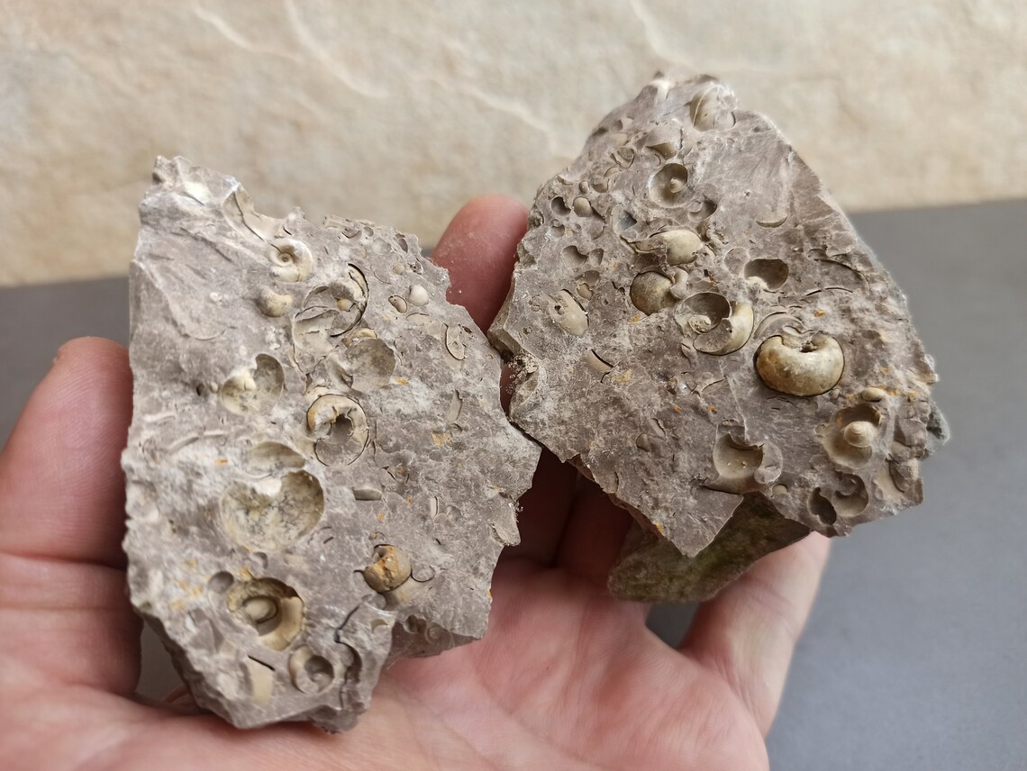 Ancient FOSSIL Spanish FOSSIL Ancient Shells in Stone - Etsy