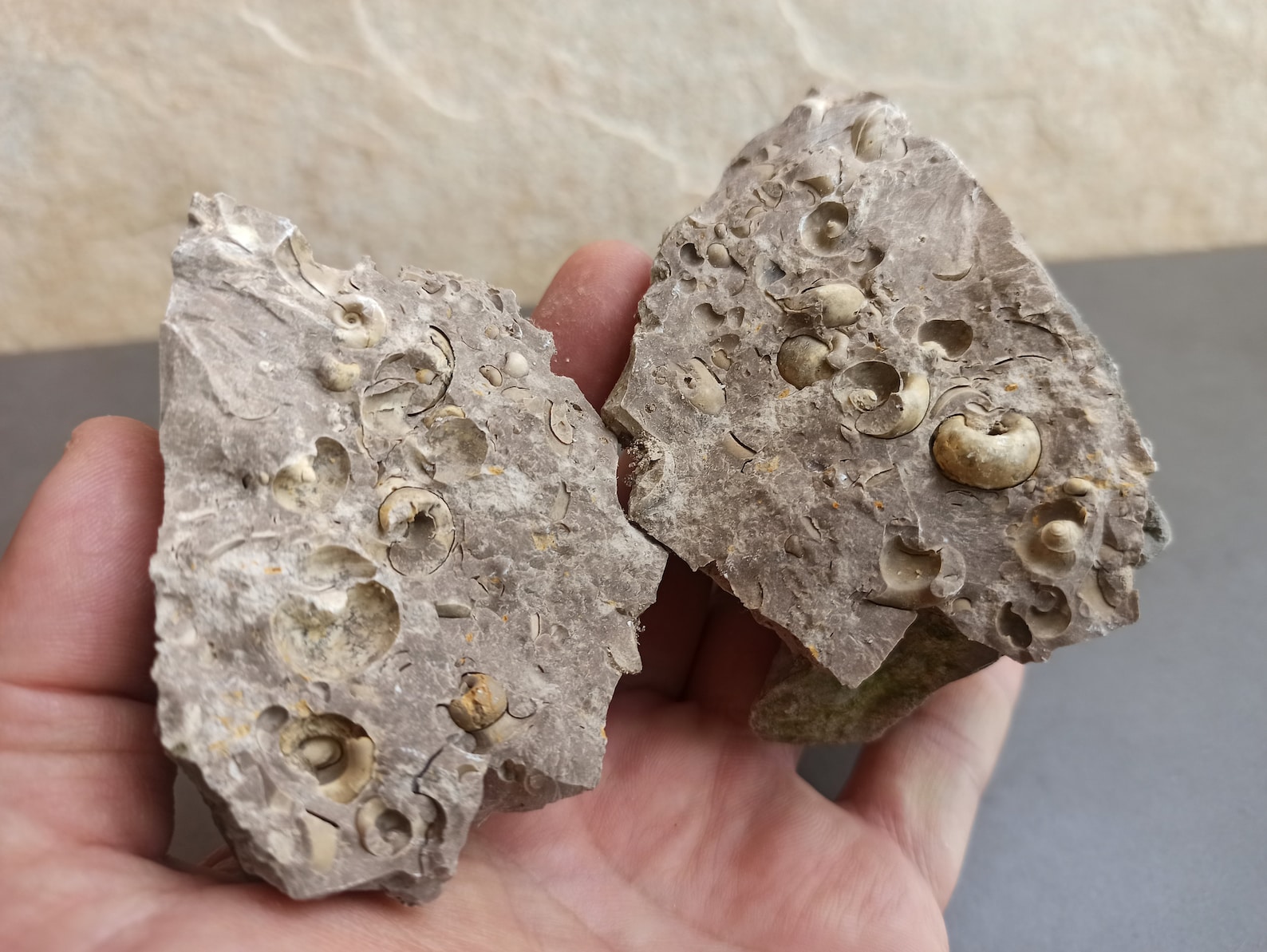 150 Million Year Old Shell Fossil: Ancient Spanish Seashells in Stone ...