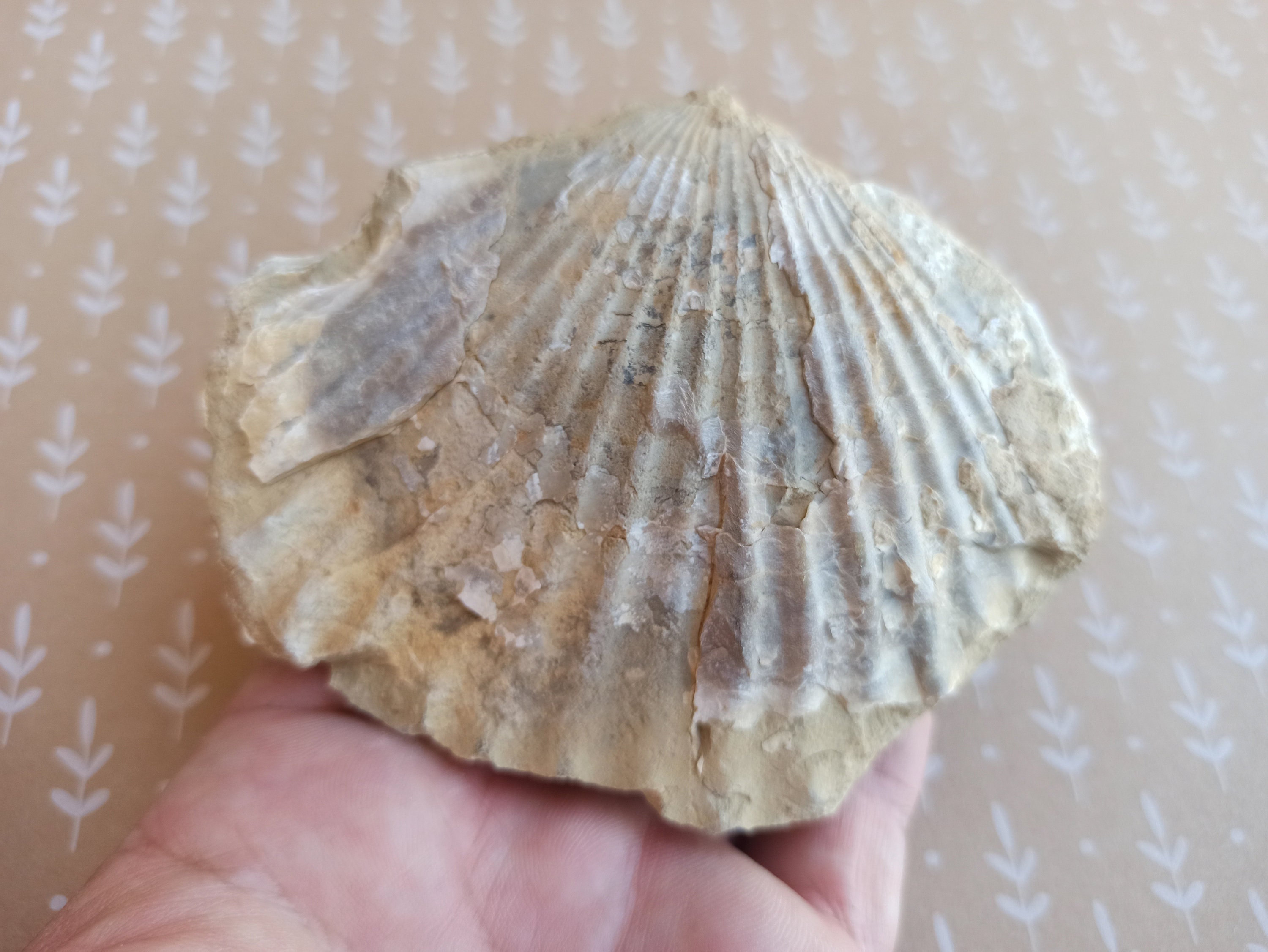 Large Fossil Shell, Ancient Shell, 100 Million Years Old, Fossil Clam ...