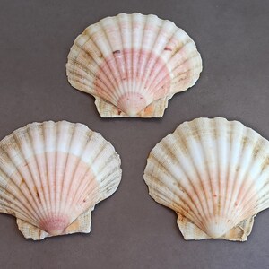 Set of 3 Seashells, Seashells Set, Natural Seashell, Rough Sea Shell ...