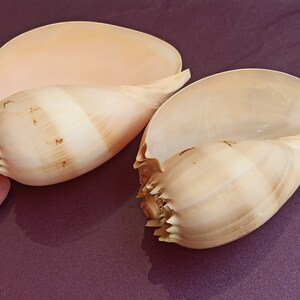 Striped Shell, Natural Ocean Shell, Tiger Seashell, Tiger's Shell ...