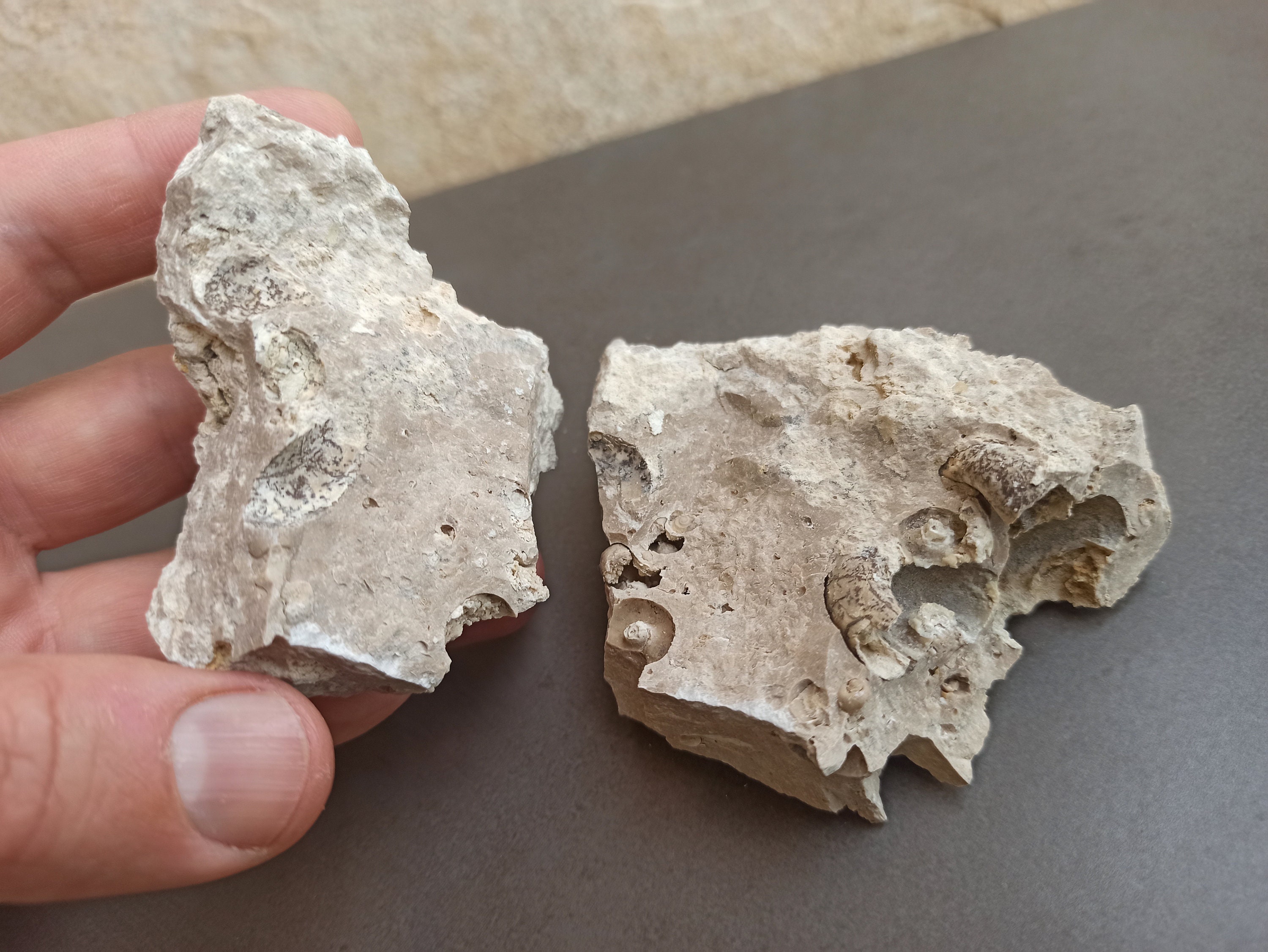 Ancient Shells in Stone Ancient Spanish FOSSIL Ancient - Etsy