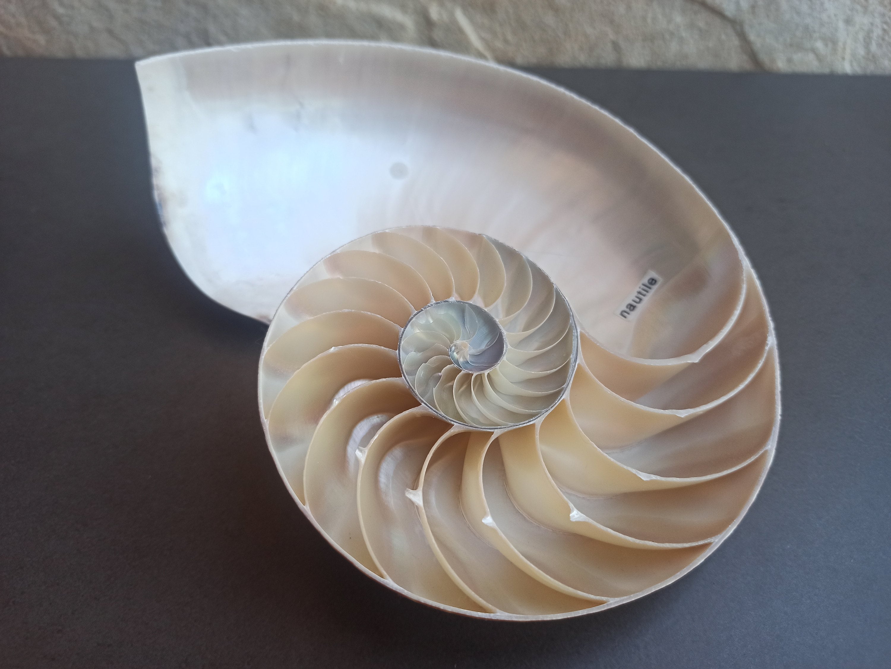 Nautilus Natural Half Cut Seashell Nautilus Natural Seashell - Etsy