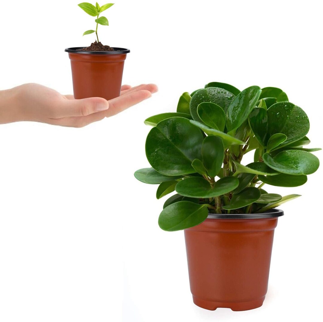 Set of 10 Plant Pot 3.5 Inches Flower, Nursery Pots, Starter Pot for ...