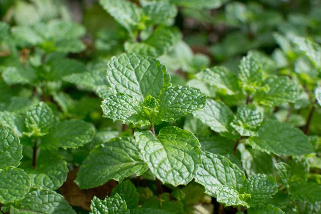 Live Peppermint Plant-live Potted Herbs - All Natural the Plant Size ...