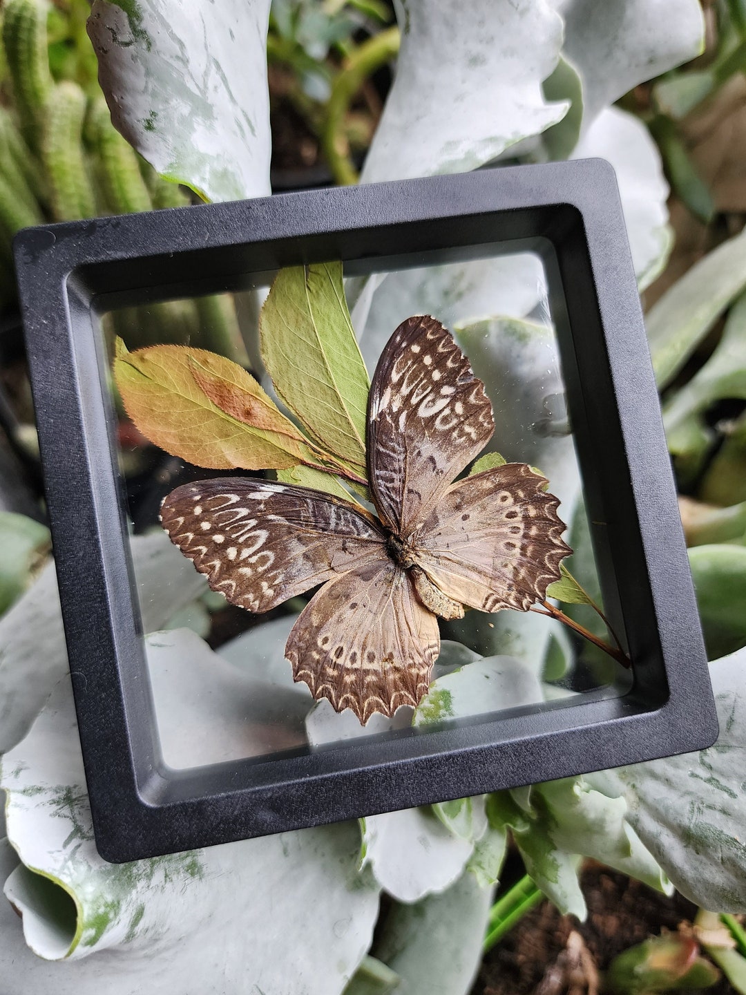 Butterfly Specimen, Ethically Sourced Butterflies,nature Butterfly ...