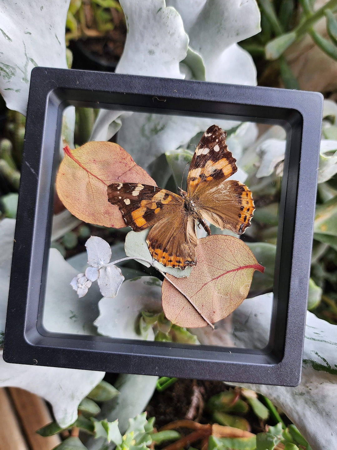Butterfly Specimen, Ethically Sourced Butterflies,nature Butterfly ...