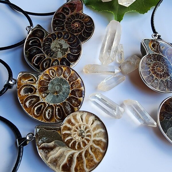 Ammonite - Etsy