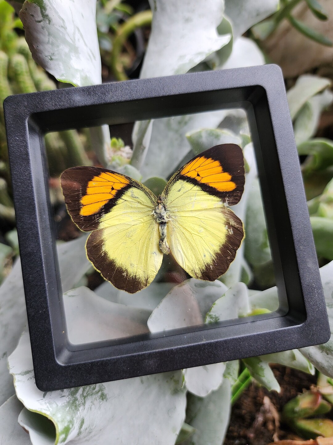 Butterfly Specimen, Ethically Sourced Butterflies,nature Butterfly ...