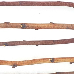 5 Ft. Long Hand Cut Birch Poles, Pack of 2, for Woodworking, Macramé ...