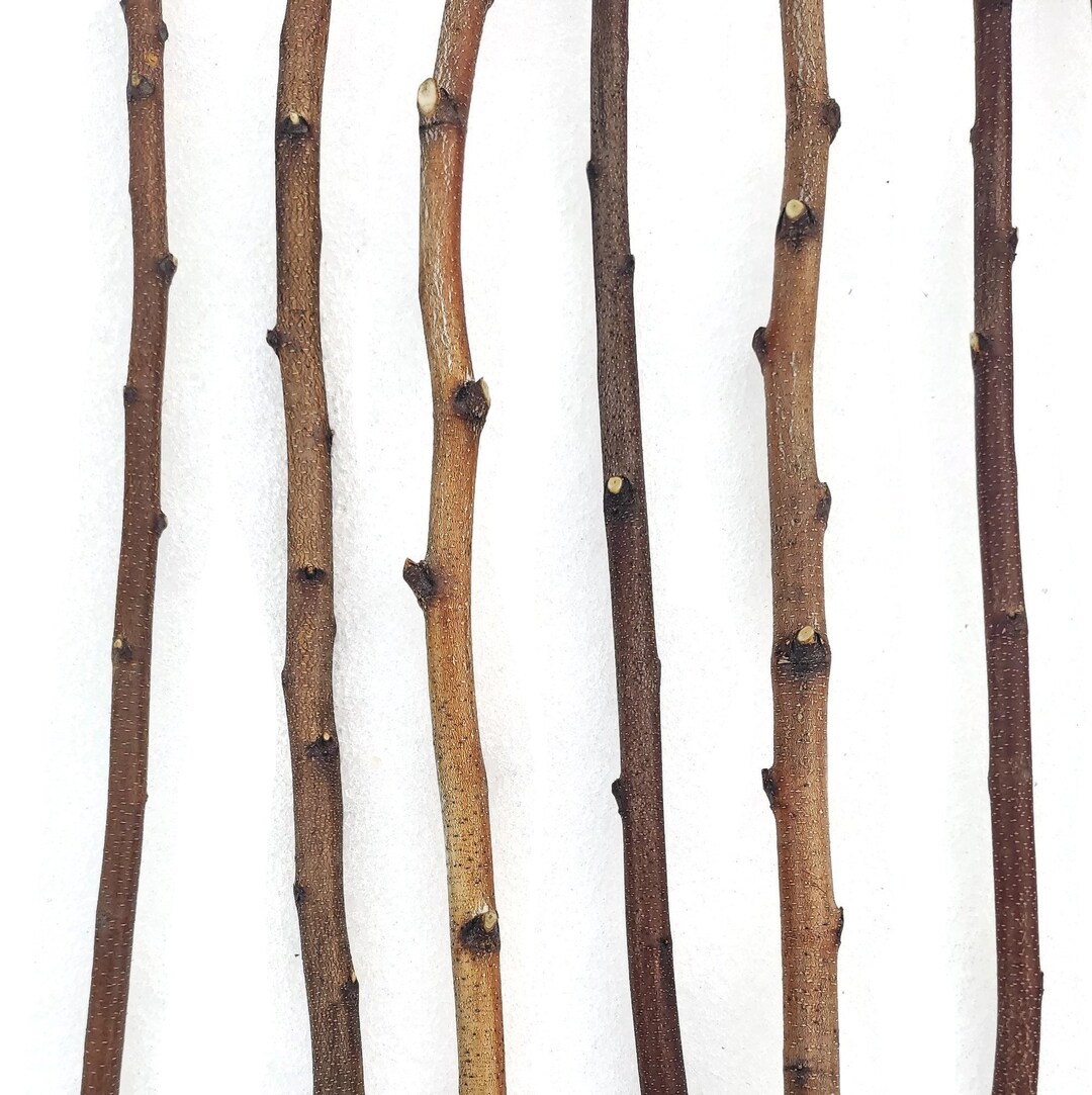 5 Ft. Long Hand Cut Birch Poles, Pack of 2, for Woodworking, Macramé ...