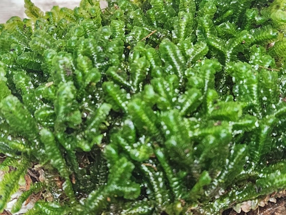 Leafy Liverwort