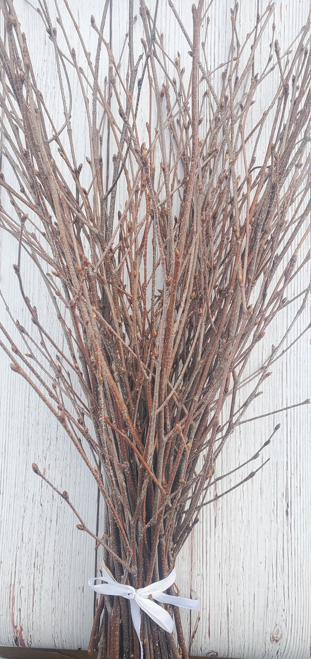 Fresh Cut Birch Branches, 18" to 24" Bouquet of 50 Stems - Etsy