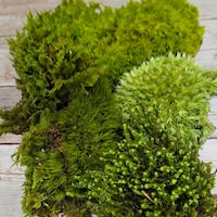 Mini Bun Moss: Live Pincushion Moss for Terrariums - Etsy UK