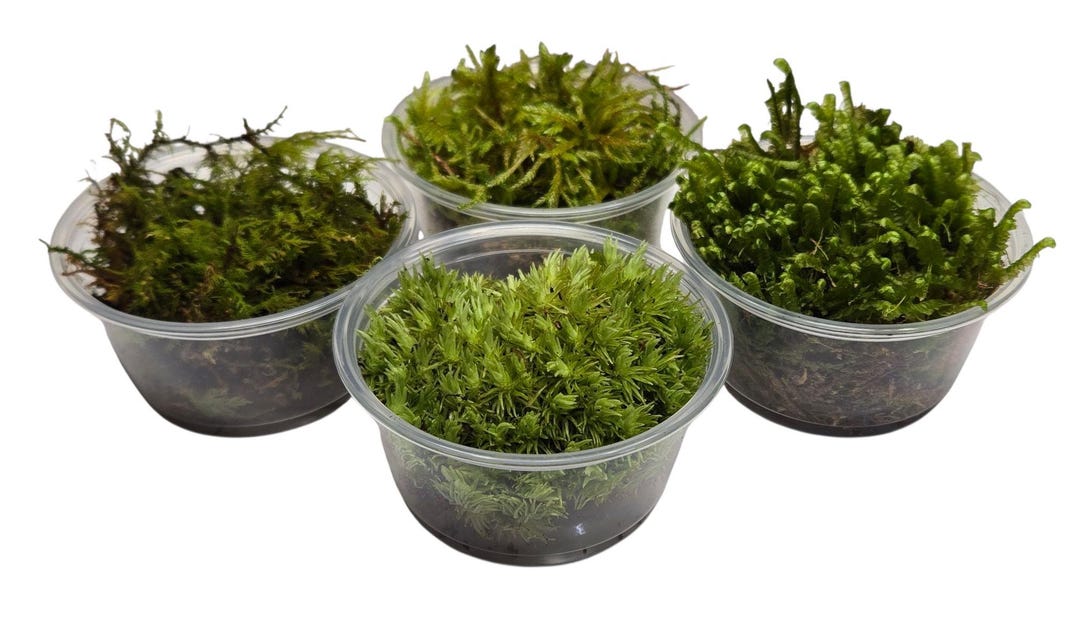 Live Moss Sampler Pack: 4pc Maine Forest Terrarium Bryophytes - Etsy