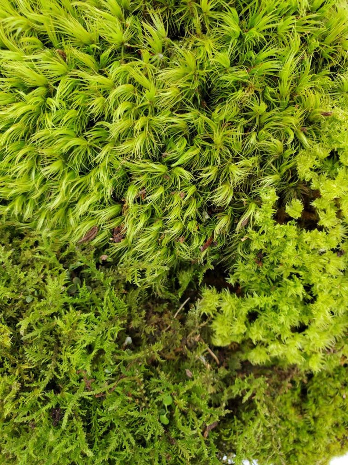 Extra Large Live Moss Grab Bag Fresh Green Healthy for - Etsy