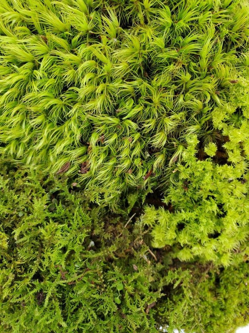 Extra Large Live Moss Grab Bag Fresh Green Healthy for - Etsy