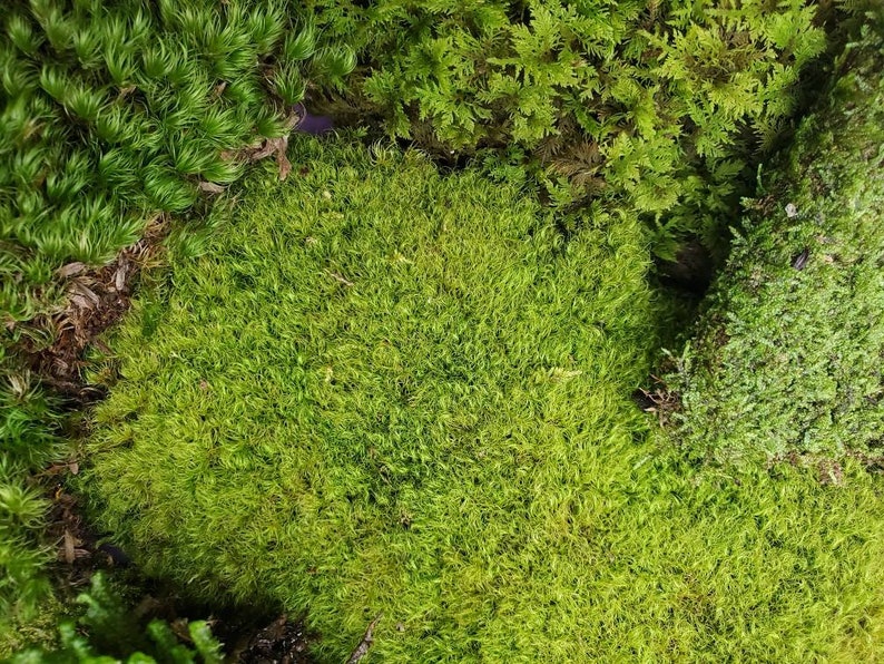 Extra Large Live Moss Grab Bag Fresh Green Healthy for - Etsy