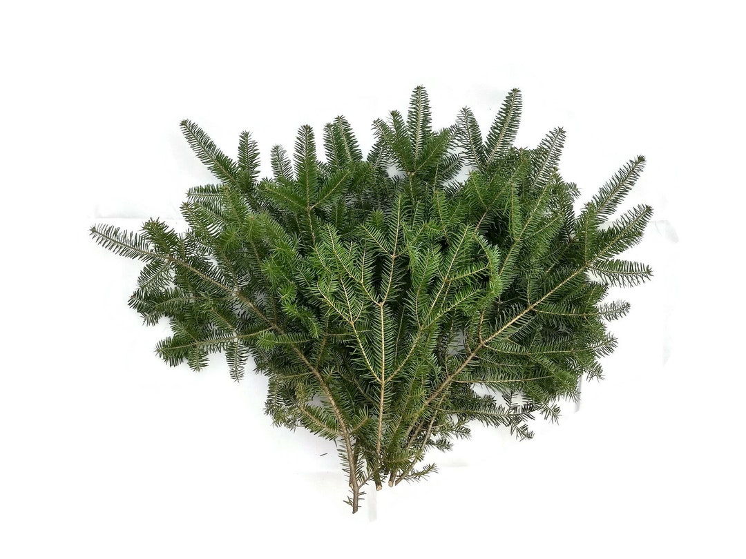 Balsam Fir Boughs Fresh Cut Tips 25pc 6"-12" Evergreen Floral Crafts ...