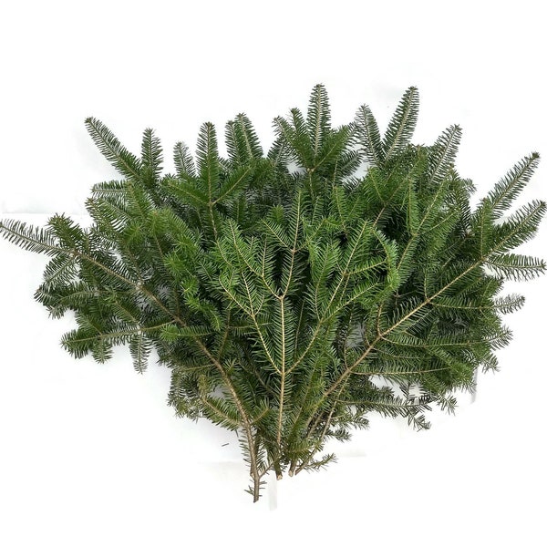 Fresh Evergreen Cuttings - Etsy