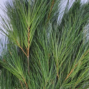 Bulk Pine Boughs Tips Fresh Cut Tips 30 Pc 1' to 2' Ftevergreen Floral ...