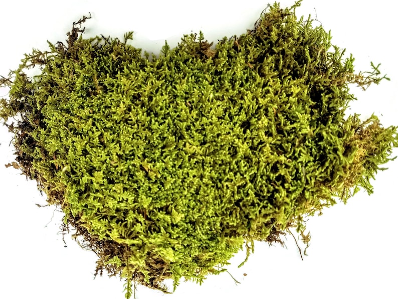 Live Sheet Moss Fresh Green Healthy for Terrariums Houseplants - Etsy