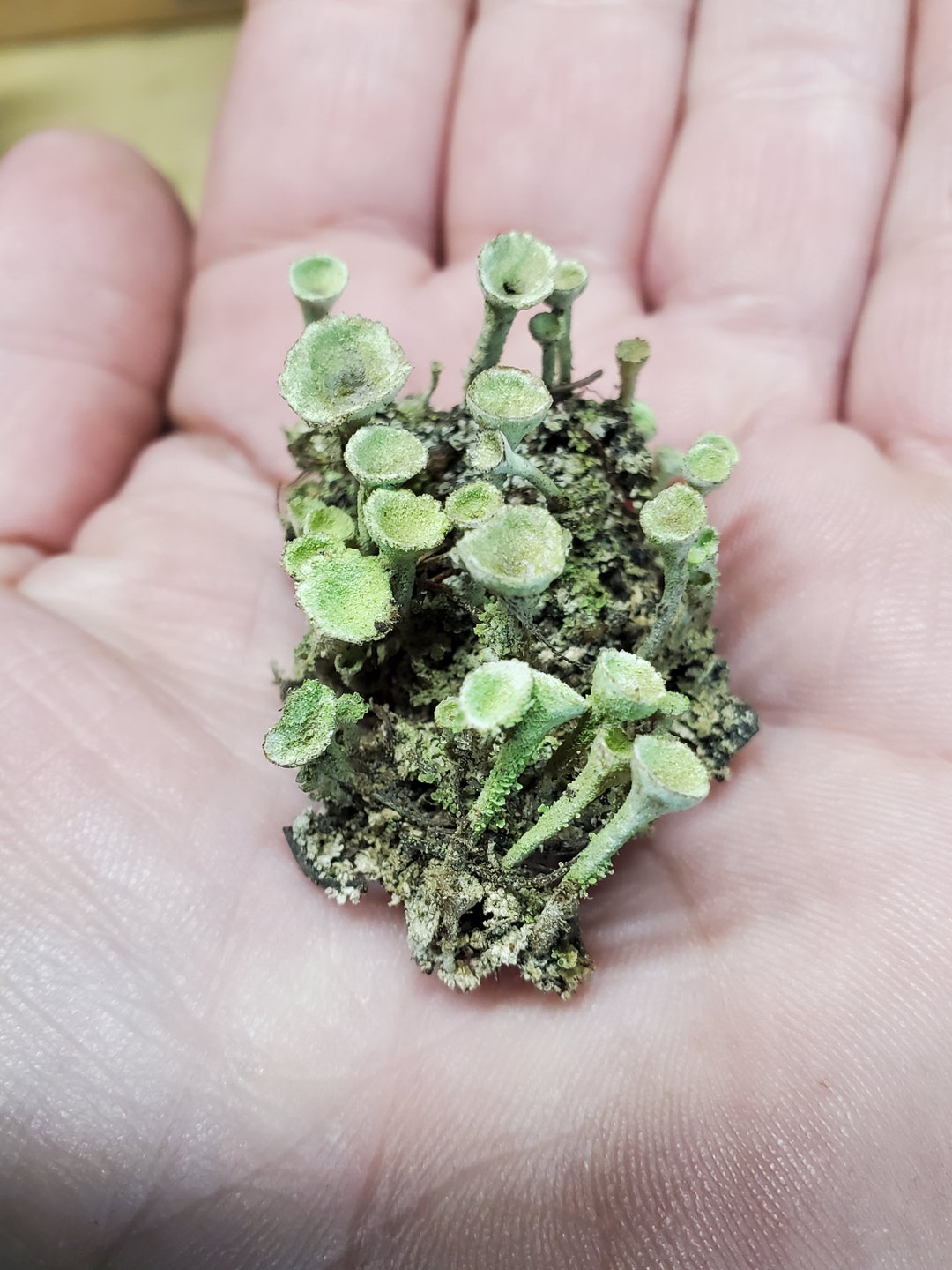 Fresh Pixie Cup (cladonia Pyxidata) Lichen for Terraium Miniature Fairy ...