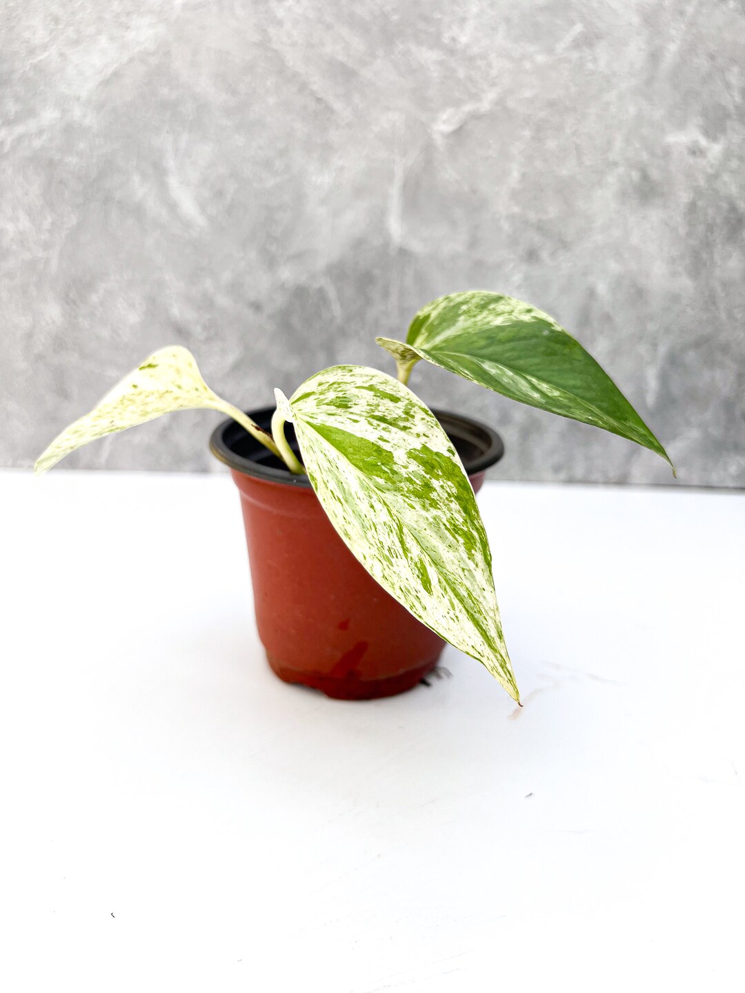 Marble Queen Pothos 4 Potted Plant - Etsy