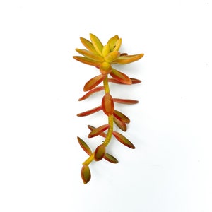 Firestorm Sedum Succulent Petals and Cuttings - Sedum Nussbaumerianum ...