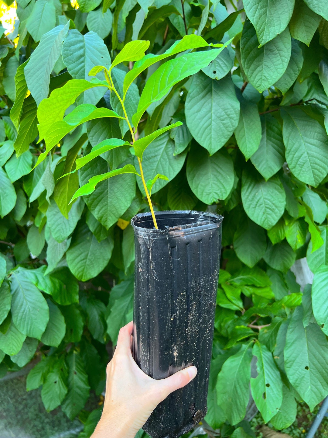 Pawpaw Trees 4.5 Wide X 8 Deep Pot Potted Fruit Trees - Etsy