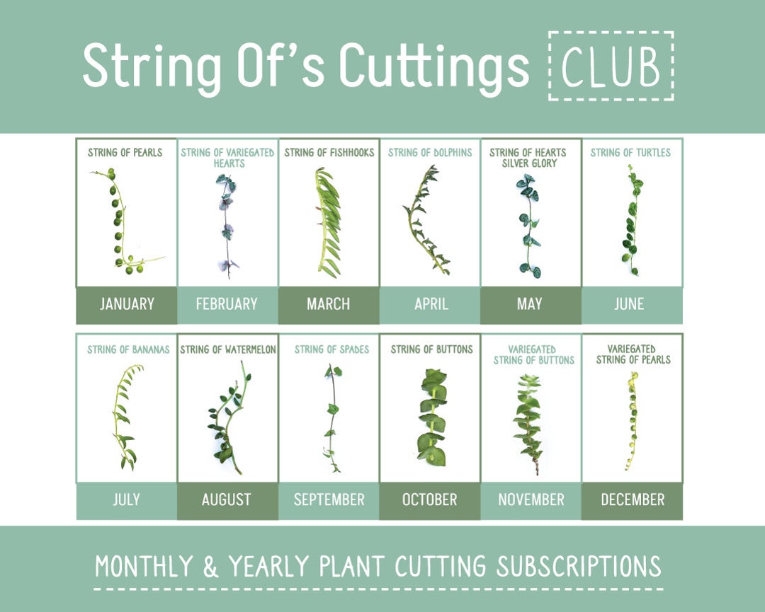 String Of's Cutting of the Month Club - Live Plant Cuttings Shipped for ...