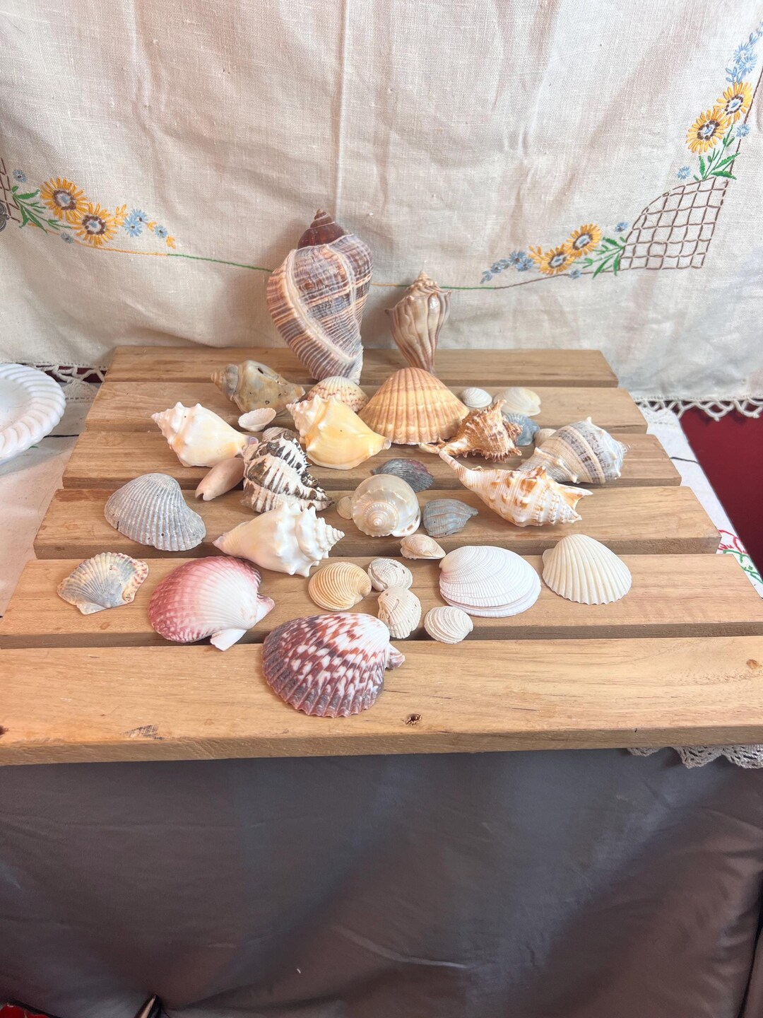 Large Bag of Shells~mini Conch Shells~various Colors and Sizes~ Clean ...