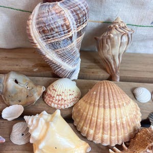 Shells~mini Conch Shells~various Colors and Sizes~ Clean~home Decor ...