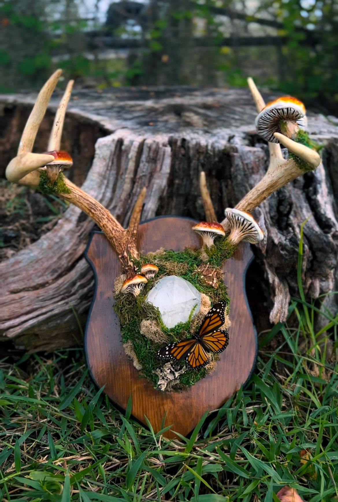 Seven Point Antler Mount With Quartz and Butterfly - Etsy