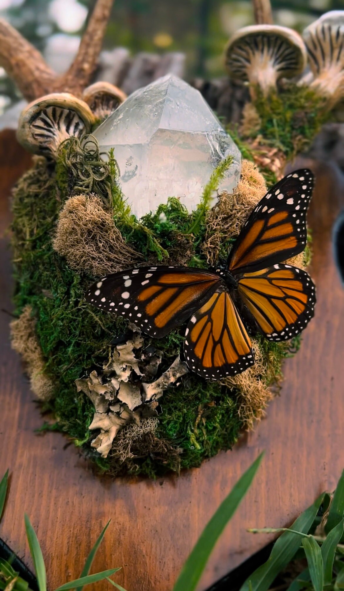 Seven Point Antler Mount With Quartz and Butterfly - Etsy
