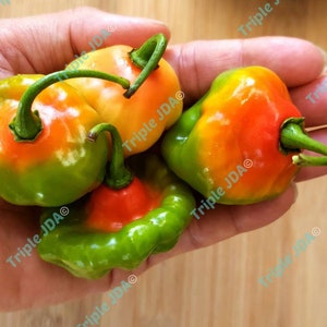 SEEDS Aji Dulce Puerto Rico Sweet Pepper | 75 Heirloom Seeds | Capsicum ...