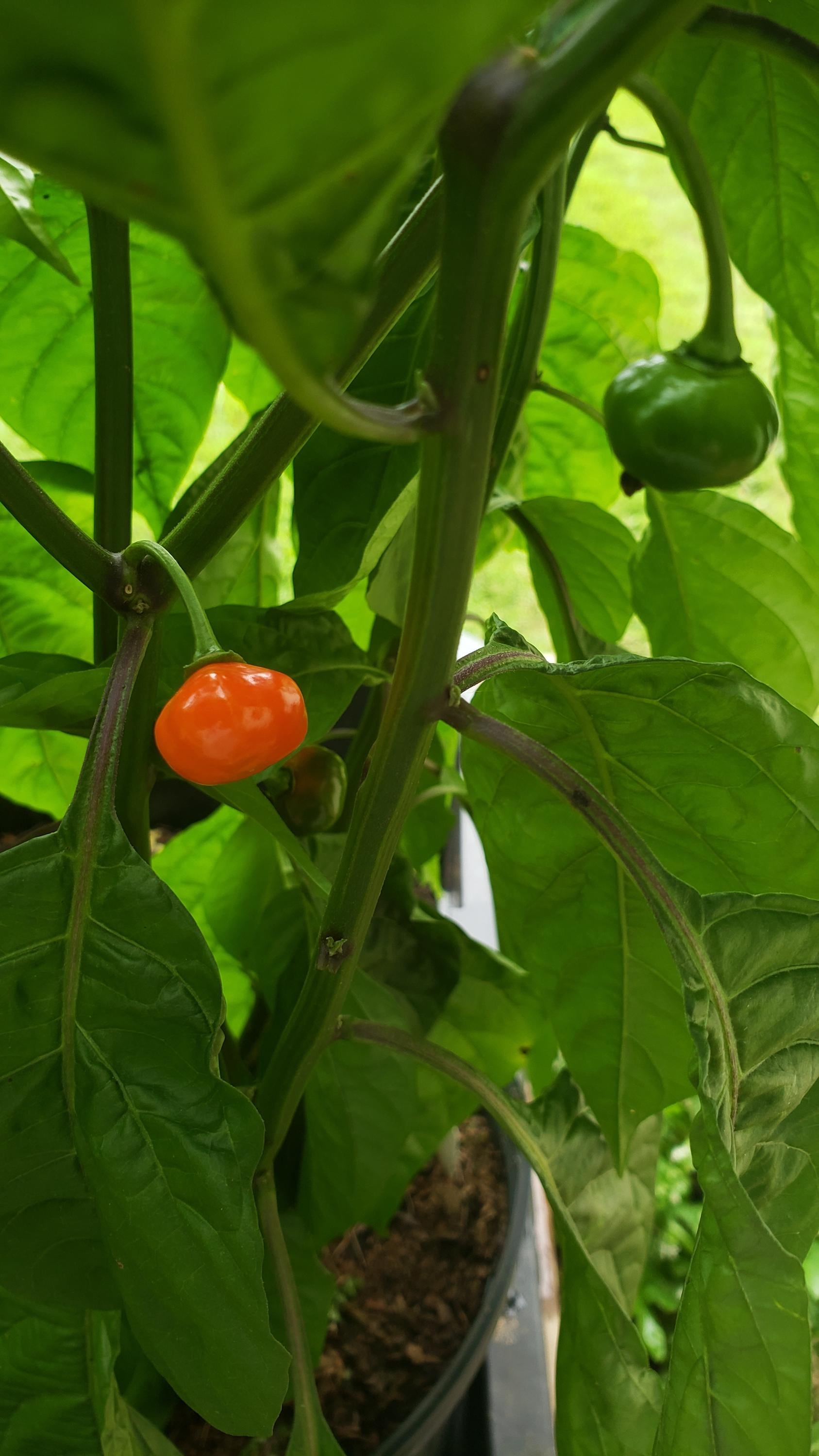 SEEDS - Aji Dulce El Sabrosito - 50 Fresh Heirloom Seeds - Caribbean ...