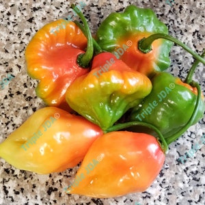 SEEDS Aji Dulce Puerto Rico Sweet Pepper | 75 Heirloom Seeds | Capsicum ...