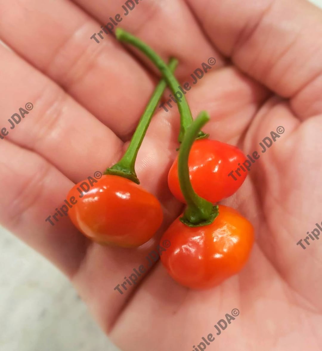 SEEDS - Aji Dulce El Sabrosito - 50 Fresh Heirloom Seeds - Caribbean ...