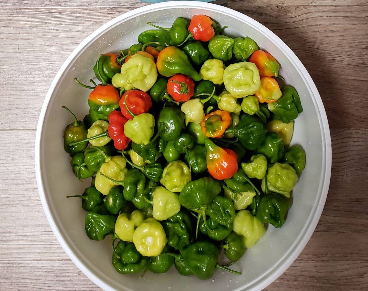 SEEDS Aji Dulce de Puerto Rico/Sweet Pepper Capsicum - Etsy.de