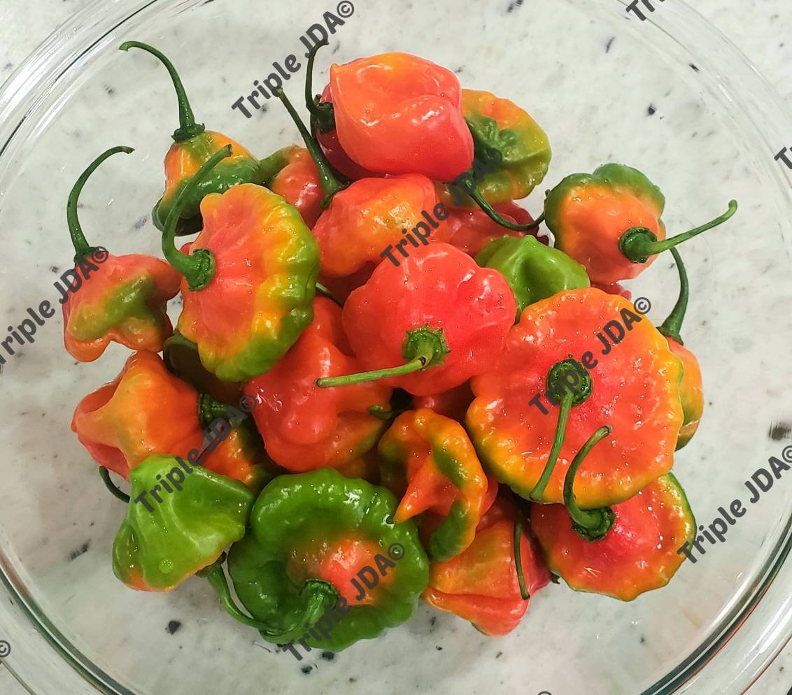 SEEDS Aji Dulce de Puerto Rico/Sweet Pepper Capsicum - Etsy.de