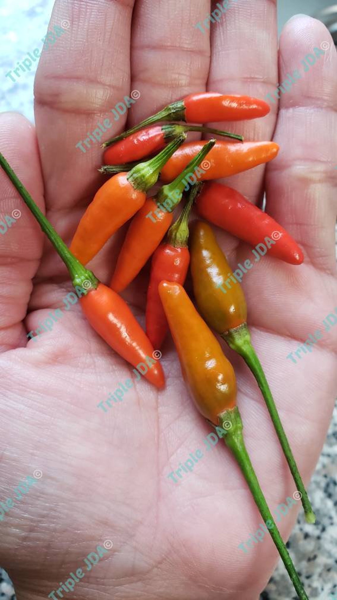 SEEDS Aji Caballero/Gentlemen Hot pepper Capsicum frutescens 30 Fresh ...