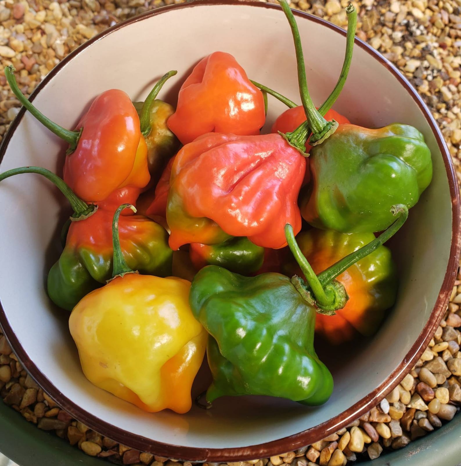 Aji Dulce de Puerto Rico/Sweet Pepper Capsicum Chinense 100 | Etsy