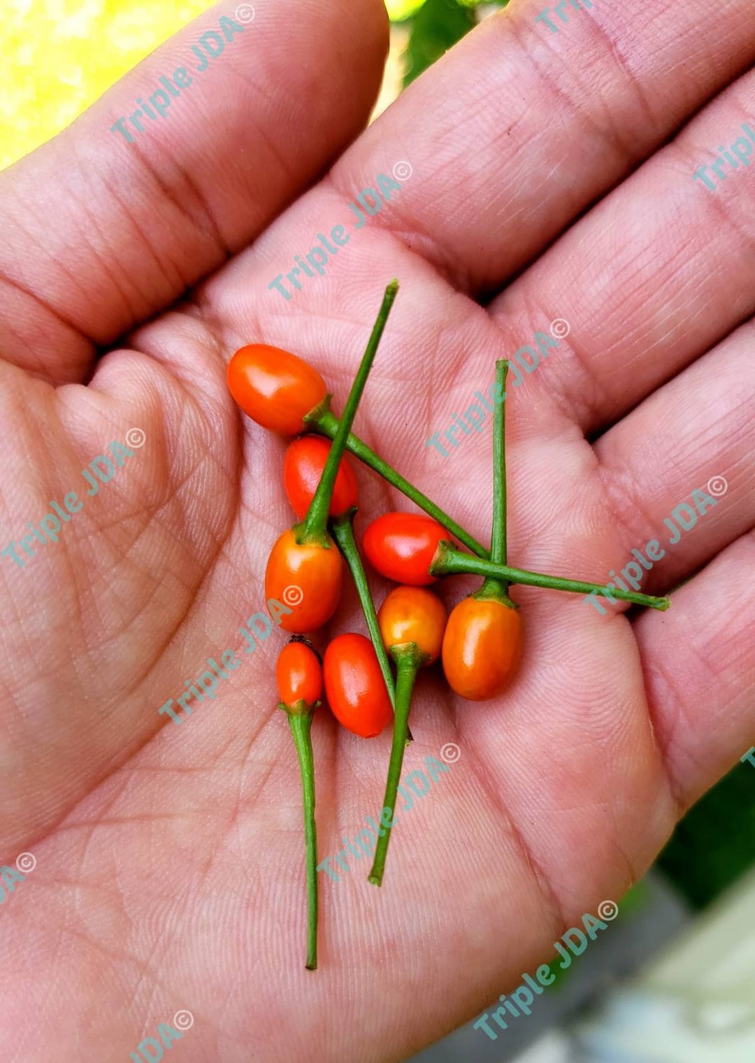 SEEDS Chile Pequin Pepper/bird's Eye Chili Pepper (capsicum Annuum) 50 ...