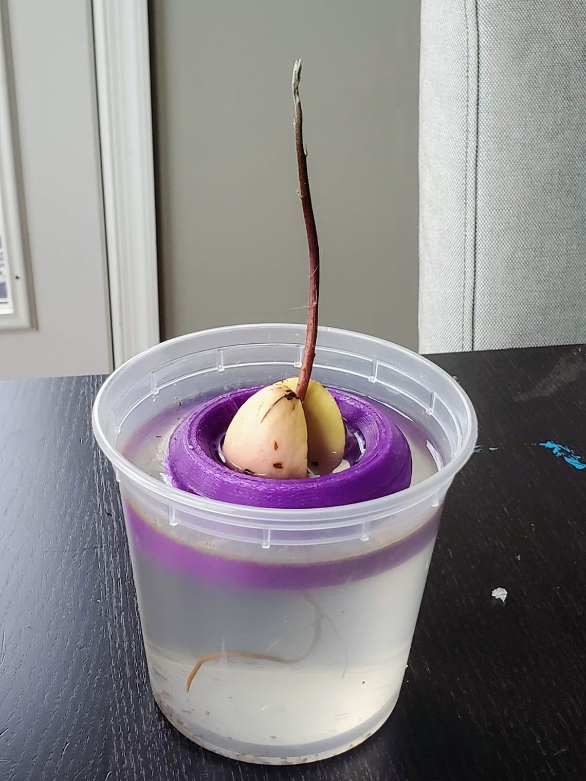 Avocado Seed Float - Etsy